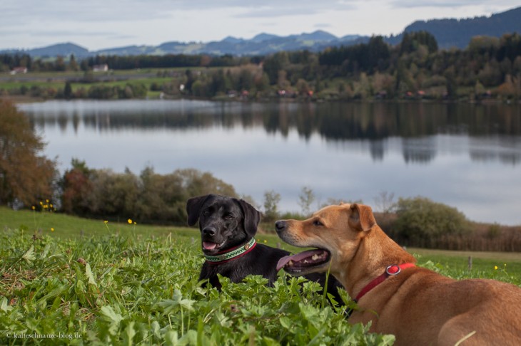 Miss-Lomax-6858 | Kalte Schnauze – Hundeblog